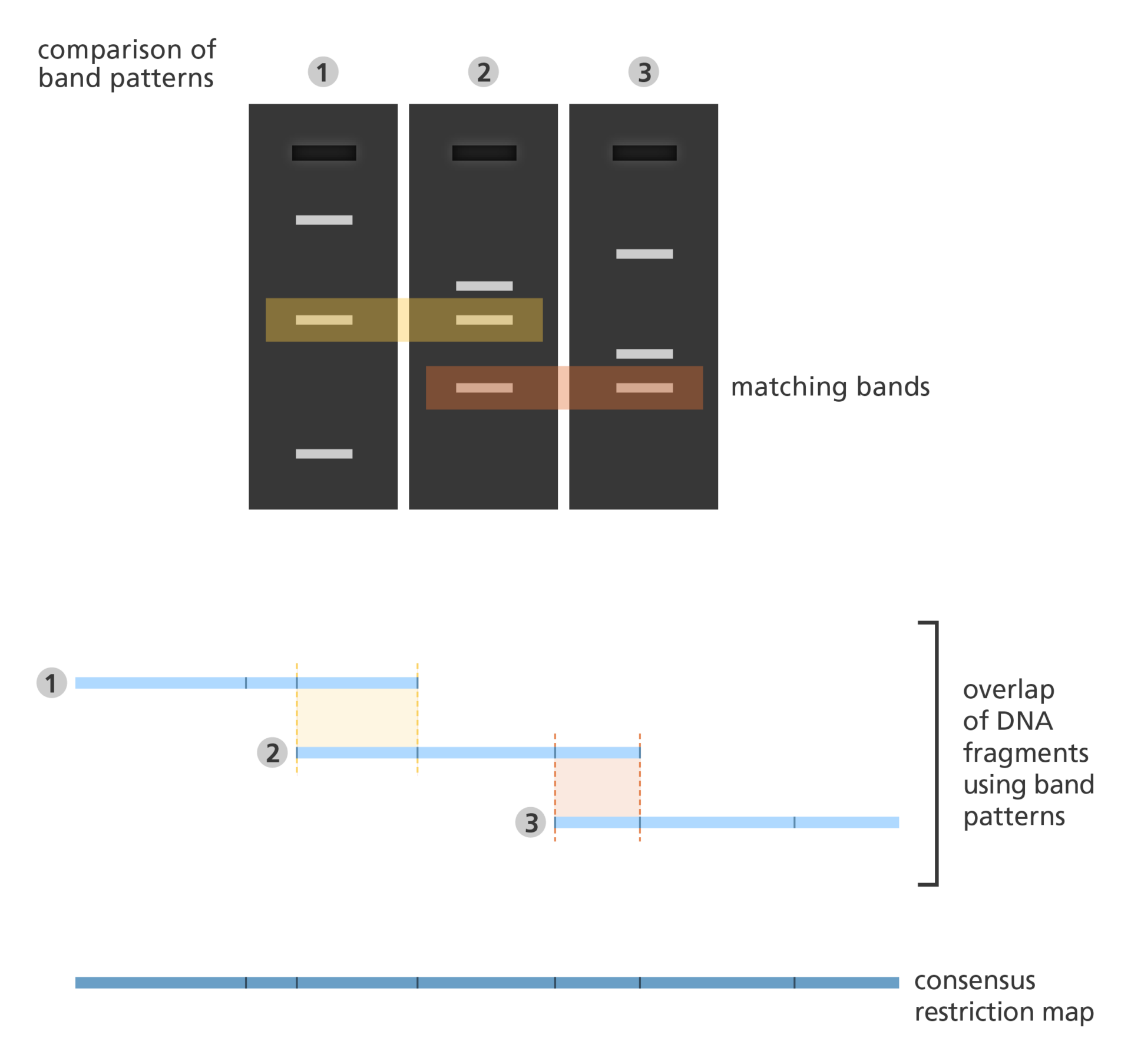 How do you map a genome?