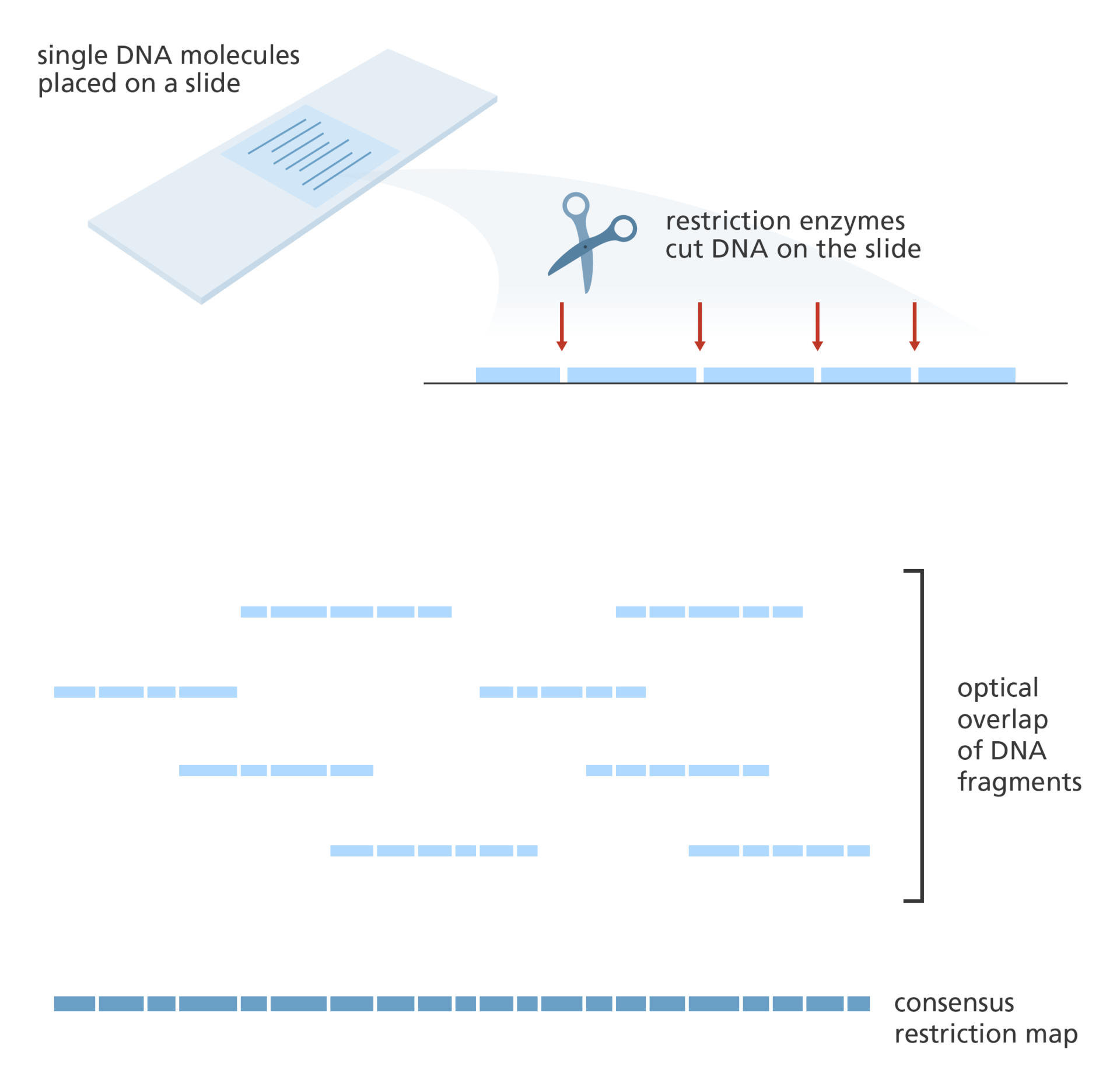 How do you map a genome?