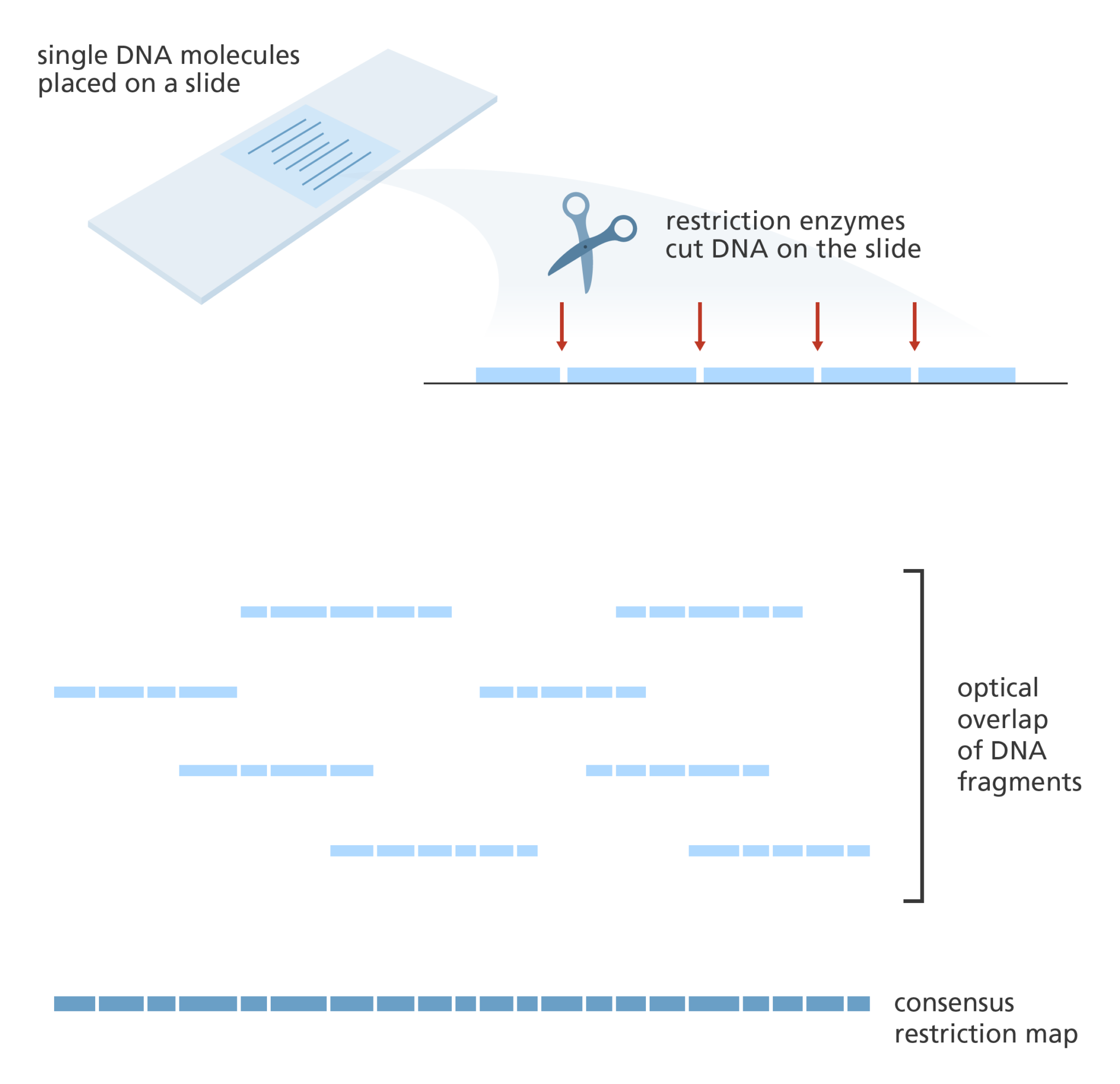 How do you map a genome?