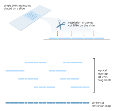 How do you map a genome?
