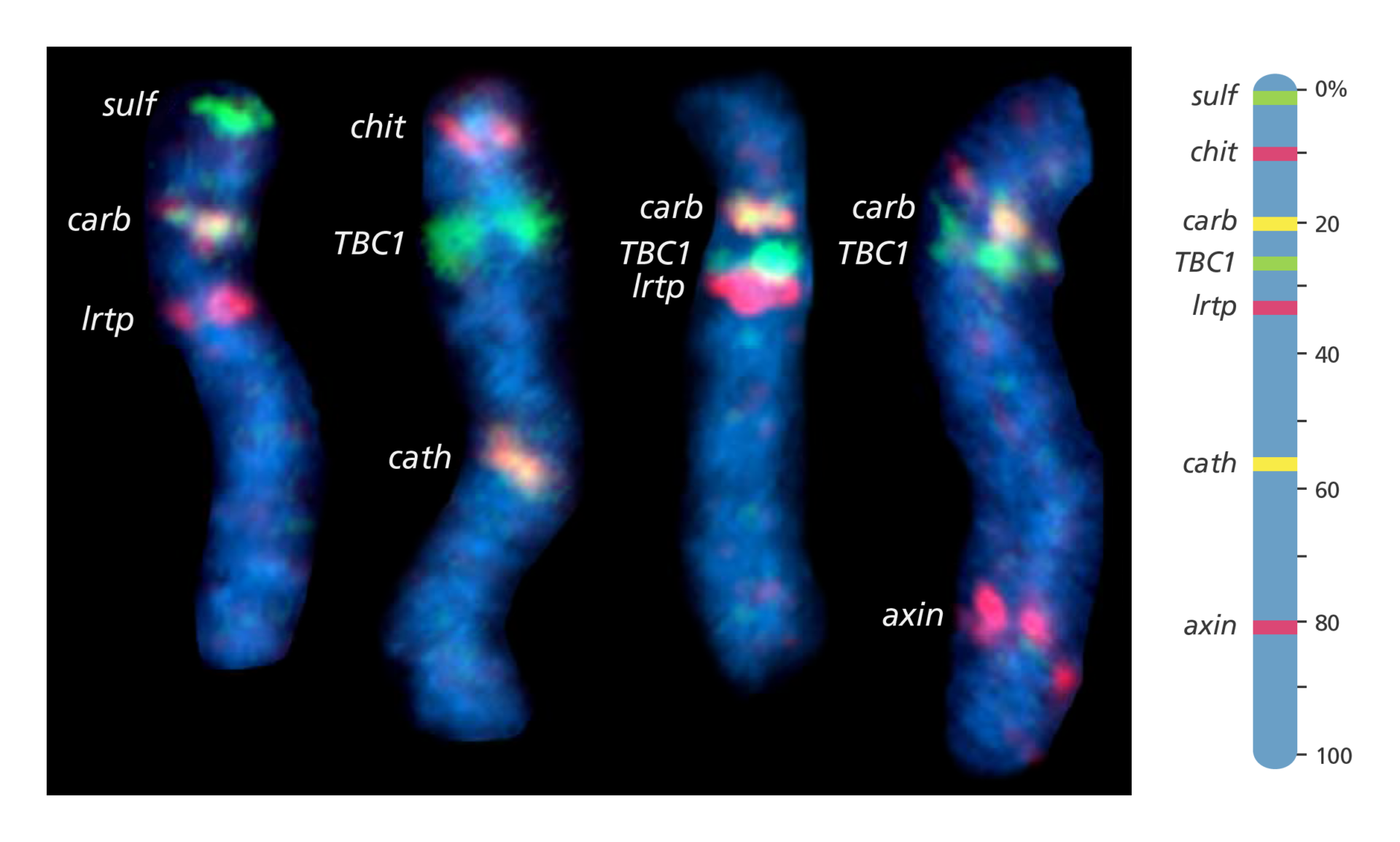 How do you map a genome?
