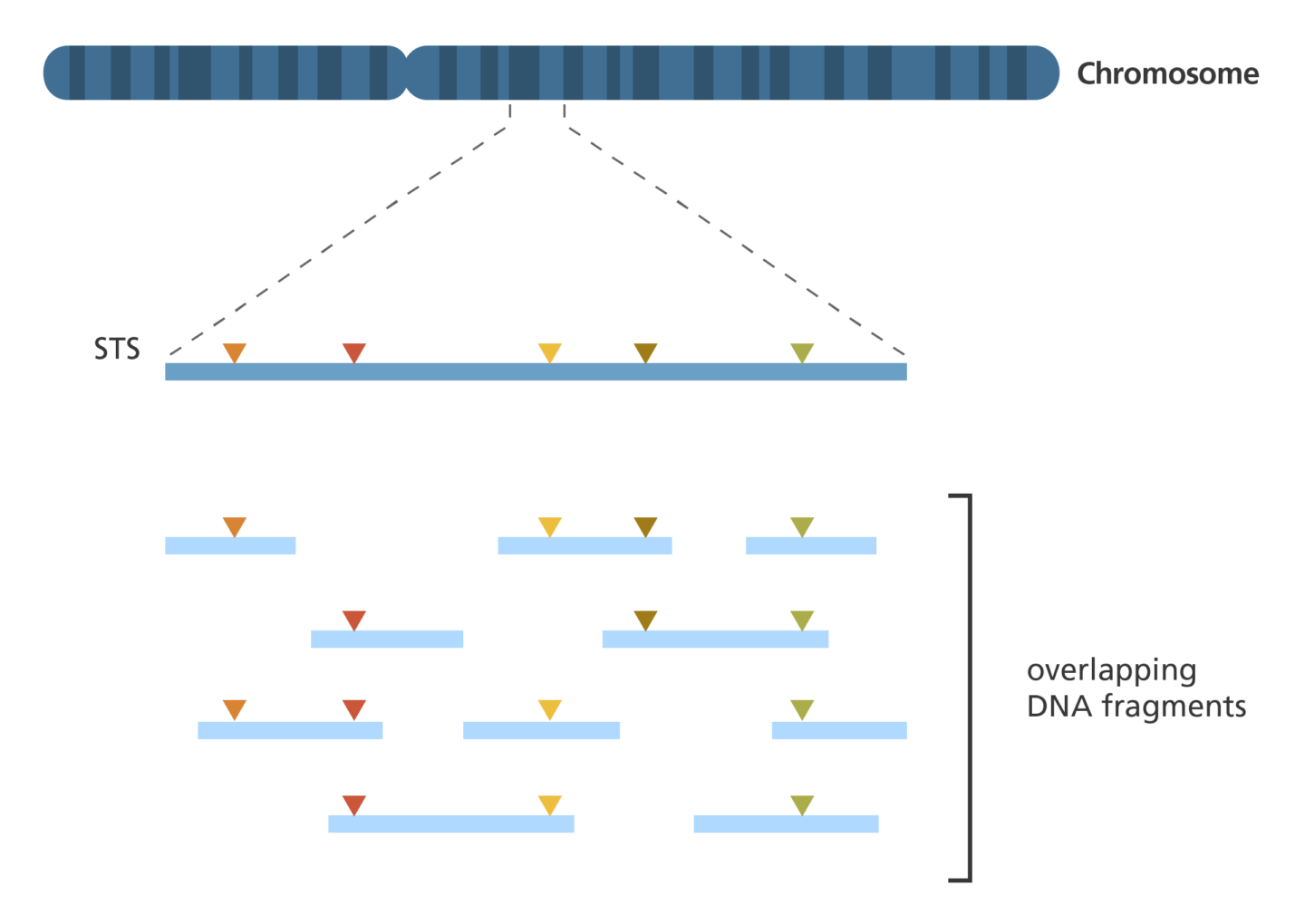 How do you map a genome?