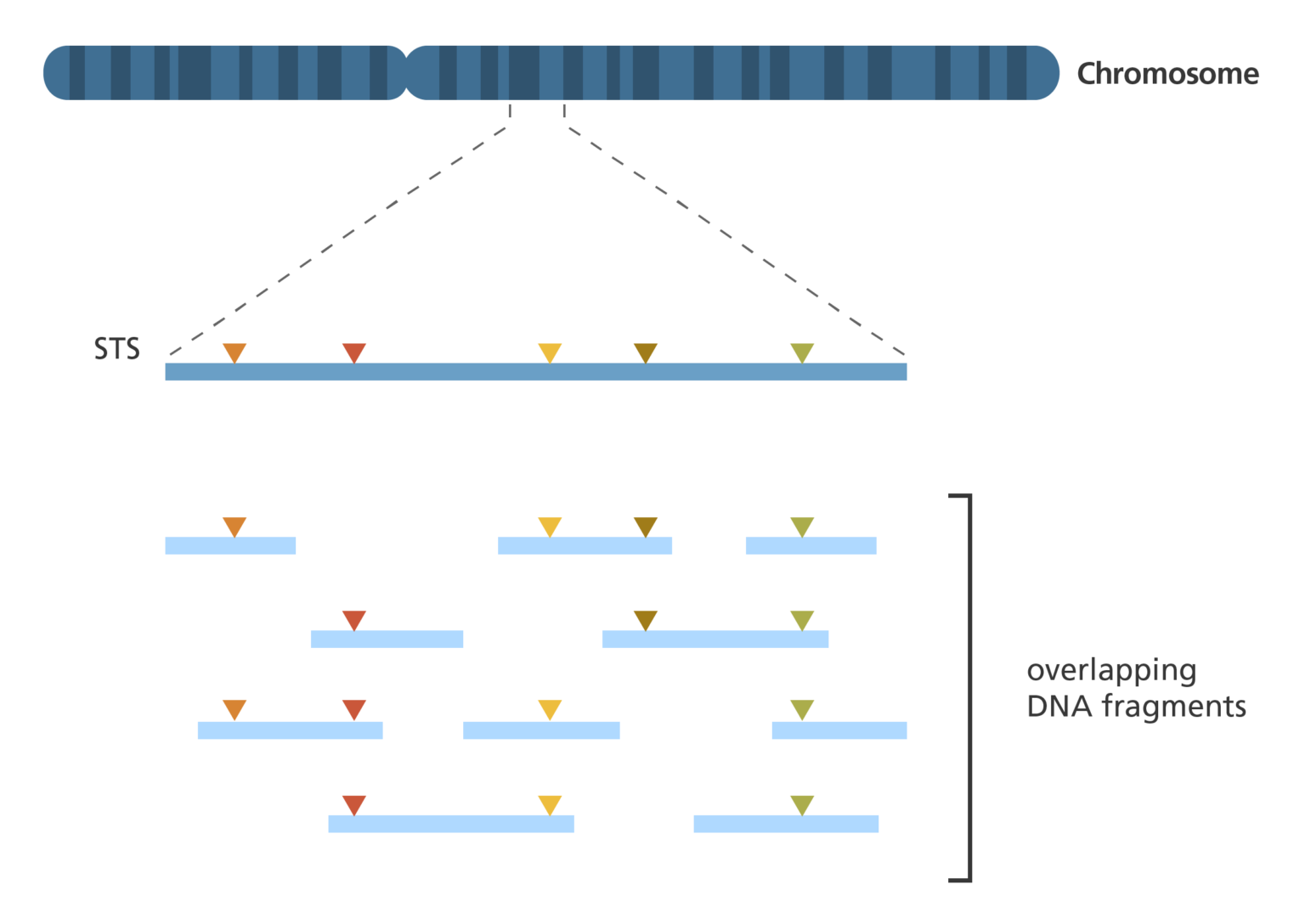How do you map a genome?