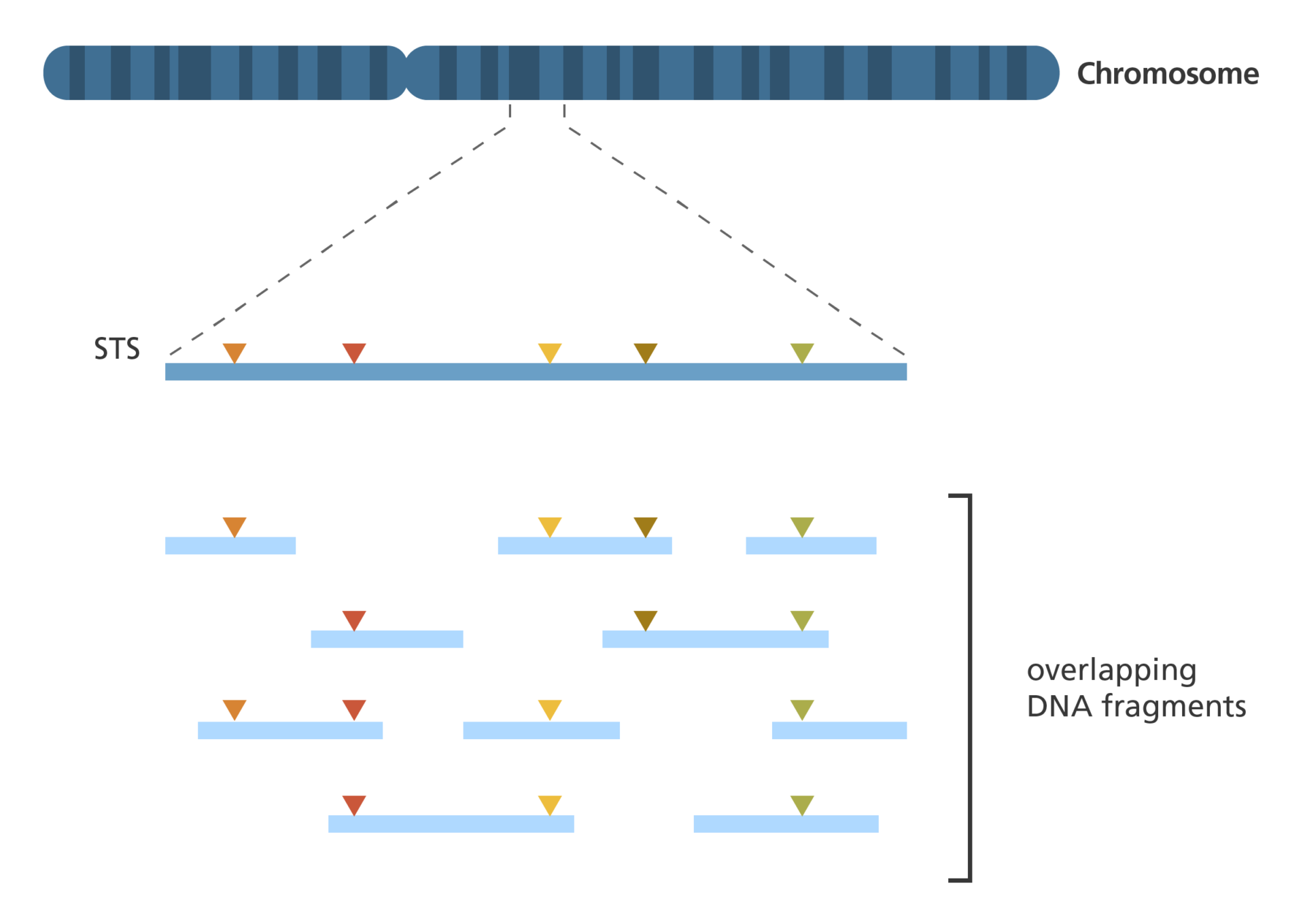 How do you map a genome?