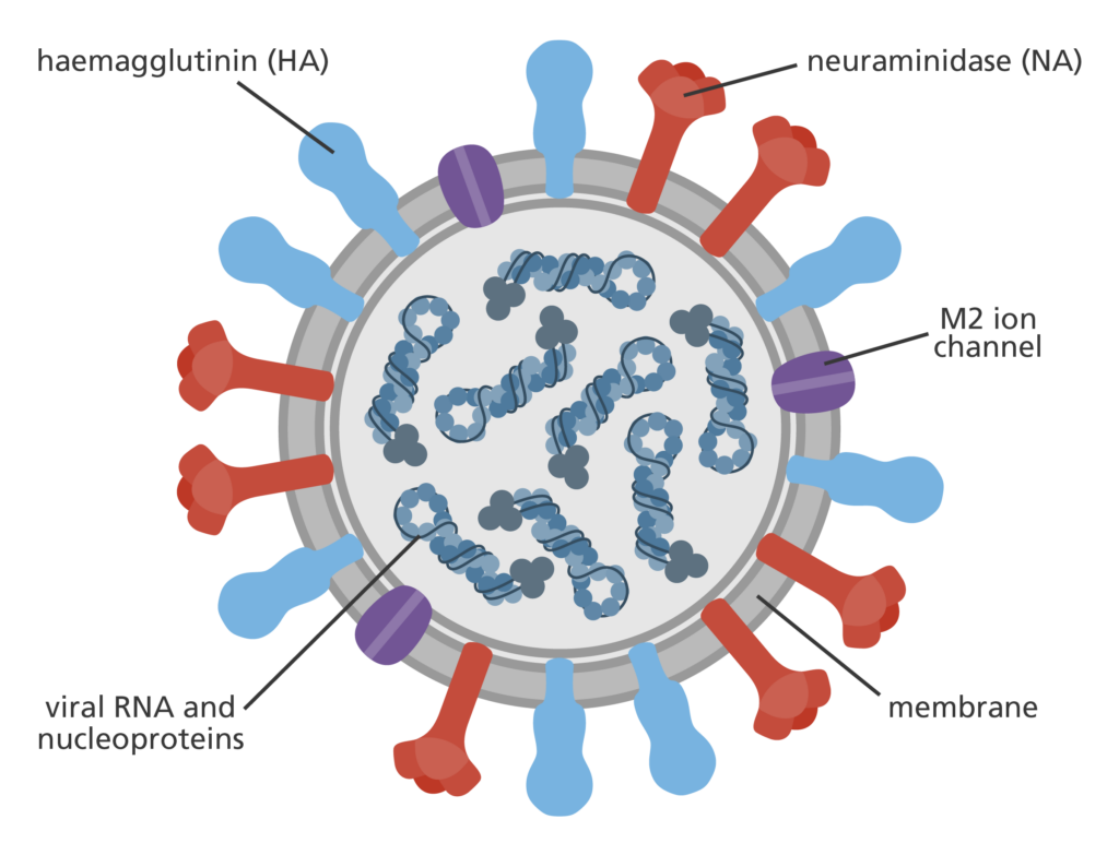Using phylogenetics to track disease outbreaks