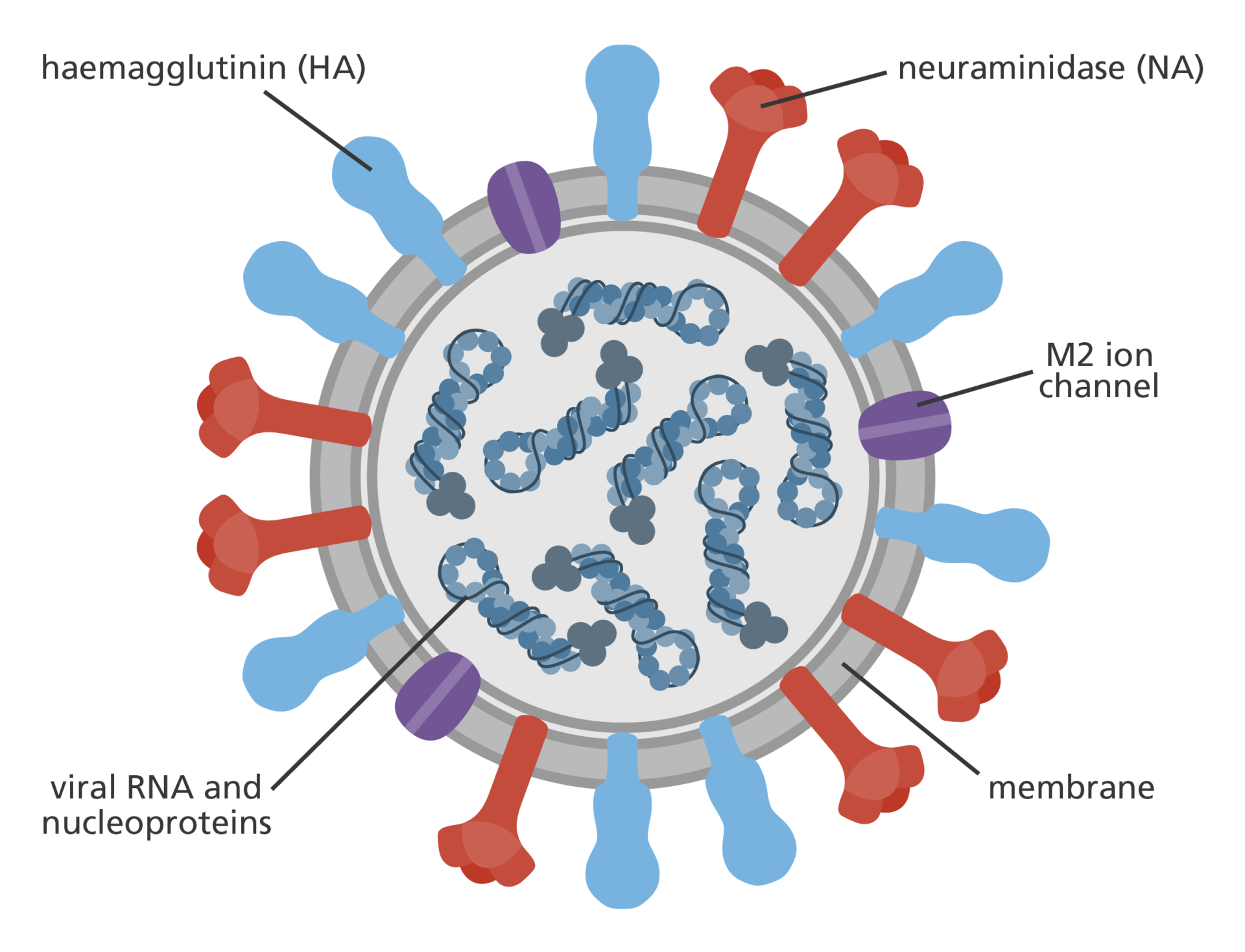 Using phylogenetics to track disease outbreaks