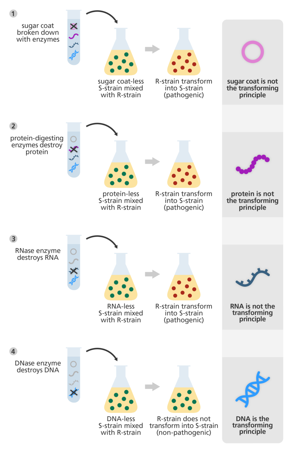 The discovery of DNA: the molecule of life