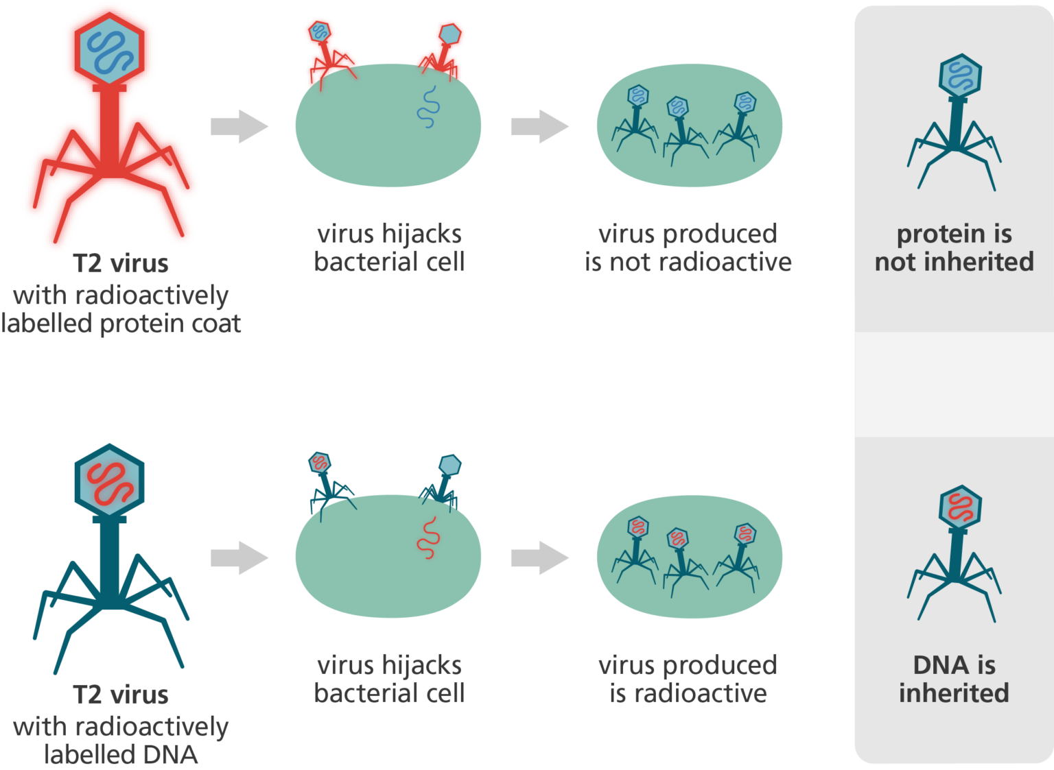 The discovery of DNA: the molecule of life